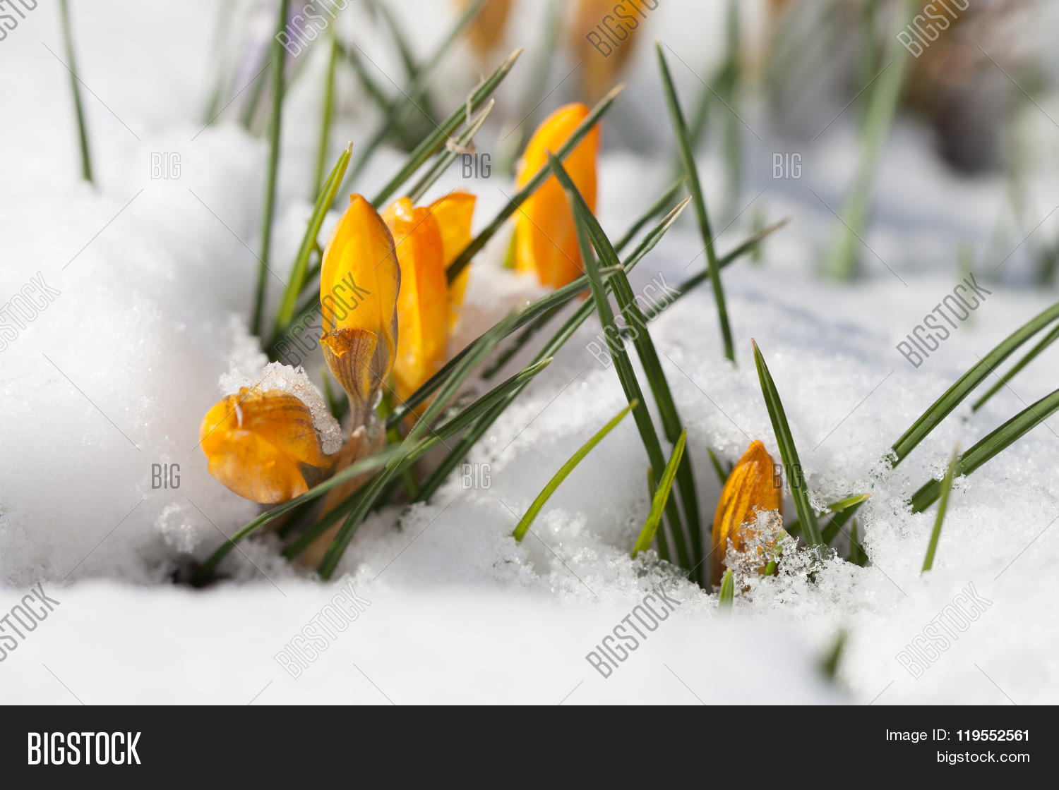 Yellow Crocuses Snow Image & Photo (Free Trial) | Bigstock