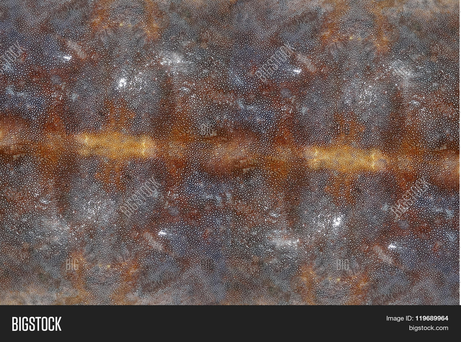 Crab Shell Texture Image & Photo (Free Trial) | Bigstock