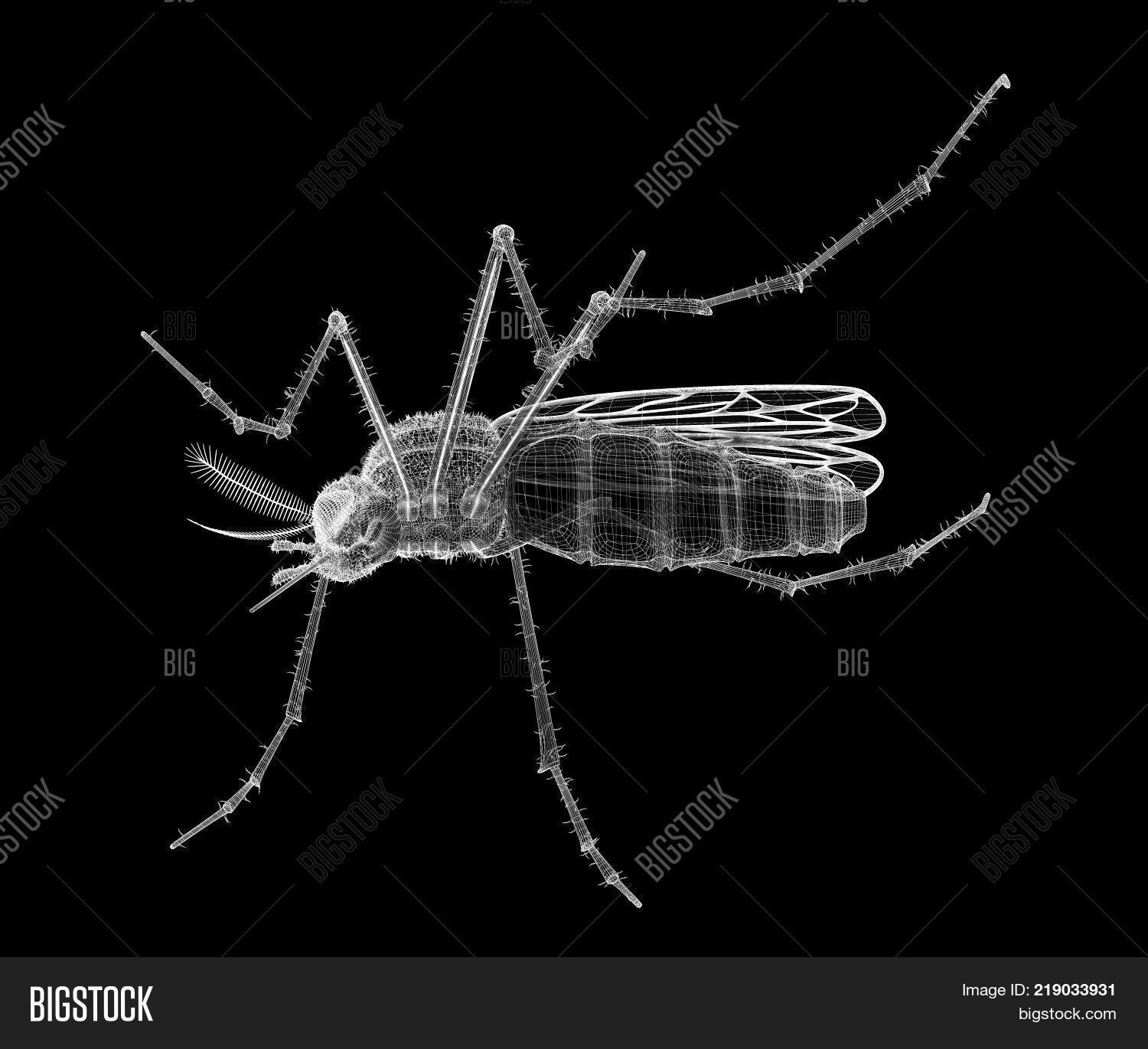 Gnat Body Structure Image & Photo (Free Trial) | Bigstock