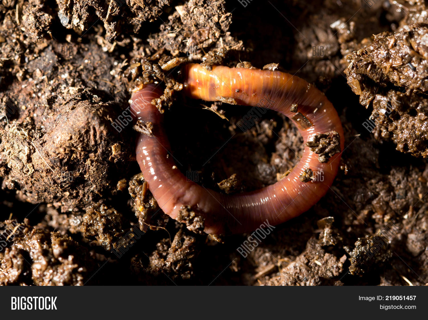 Red Worm Manure. Macro Image & Photo (Free Trial) | Bigstock