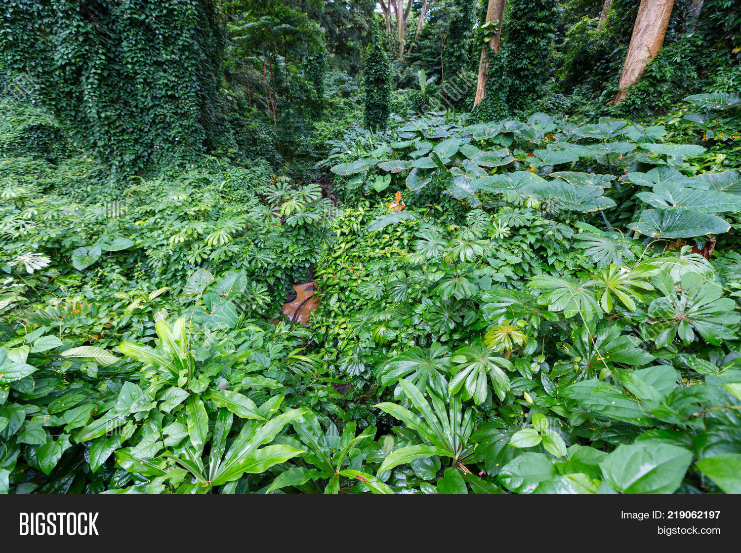 Large Monkeypod Tree, Image & Photo (Free Trial) | Bigstock