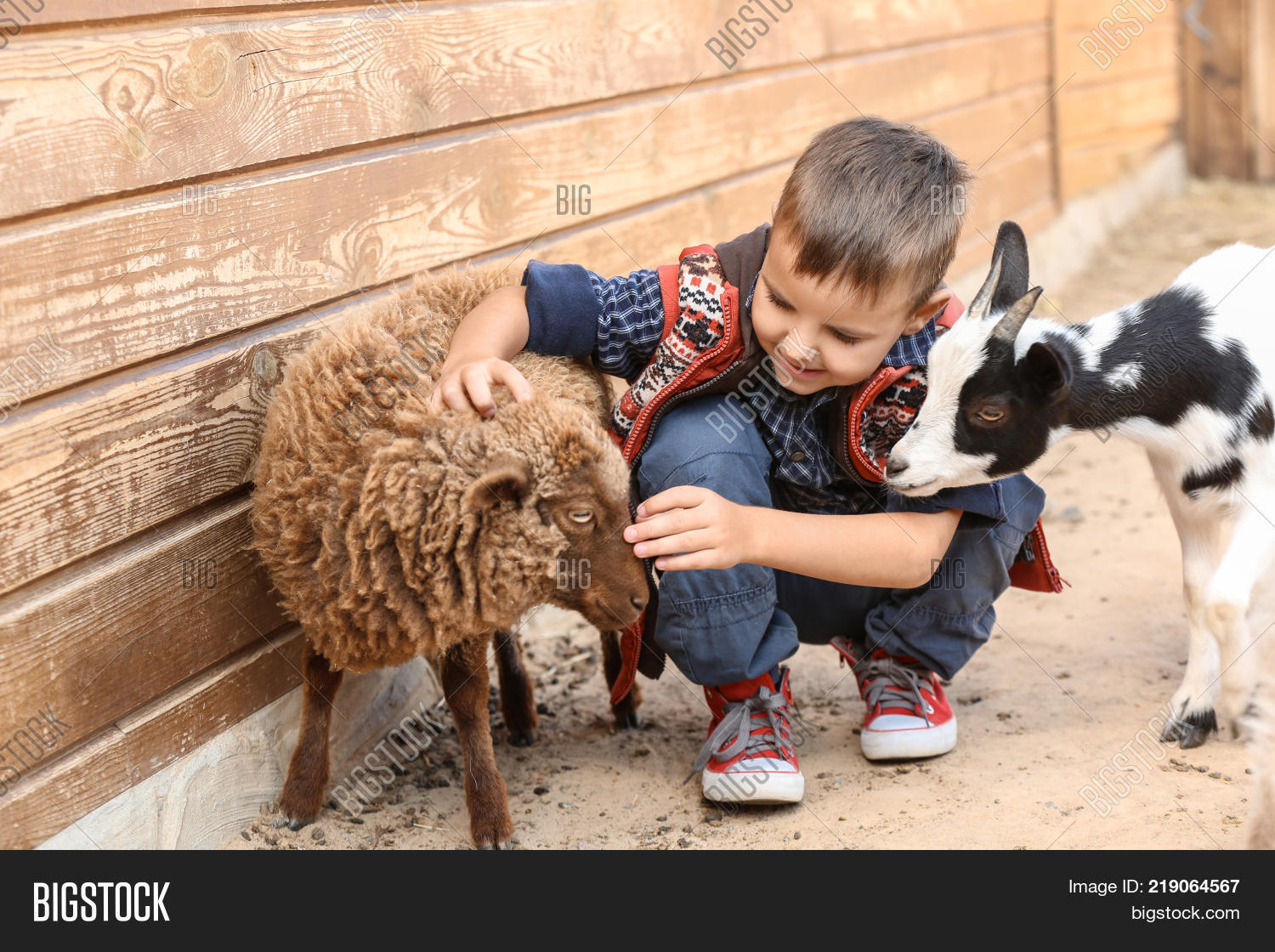 Cute Little Boy Sheep Image & Photo (Free Trial) | Bigstock