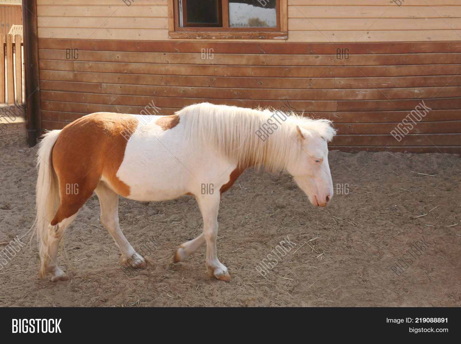 Cute Pony Zoological Image & Photo (Free Trial) | Bigstock