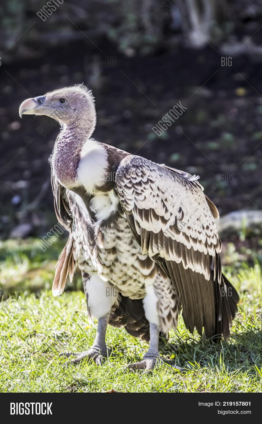 Ruppels Griffon Image & Photo (Free Trial) | Bigstock