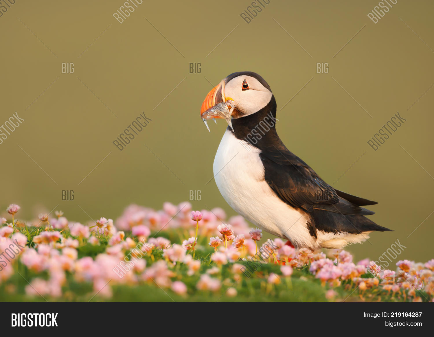 Atlantic Puffin Fish Image & Photo (Free Trial) | Bigstock