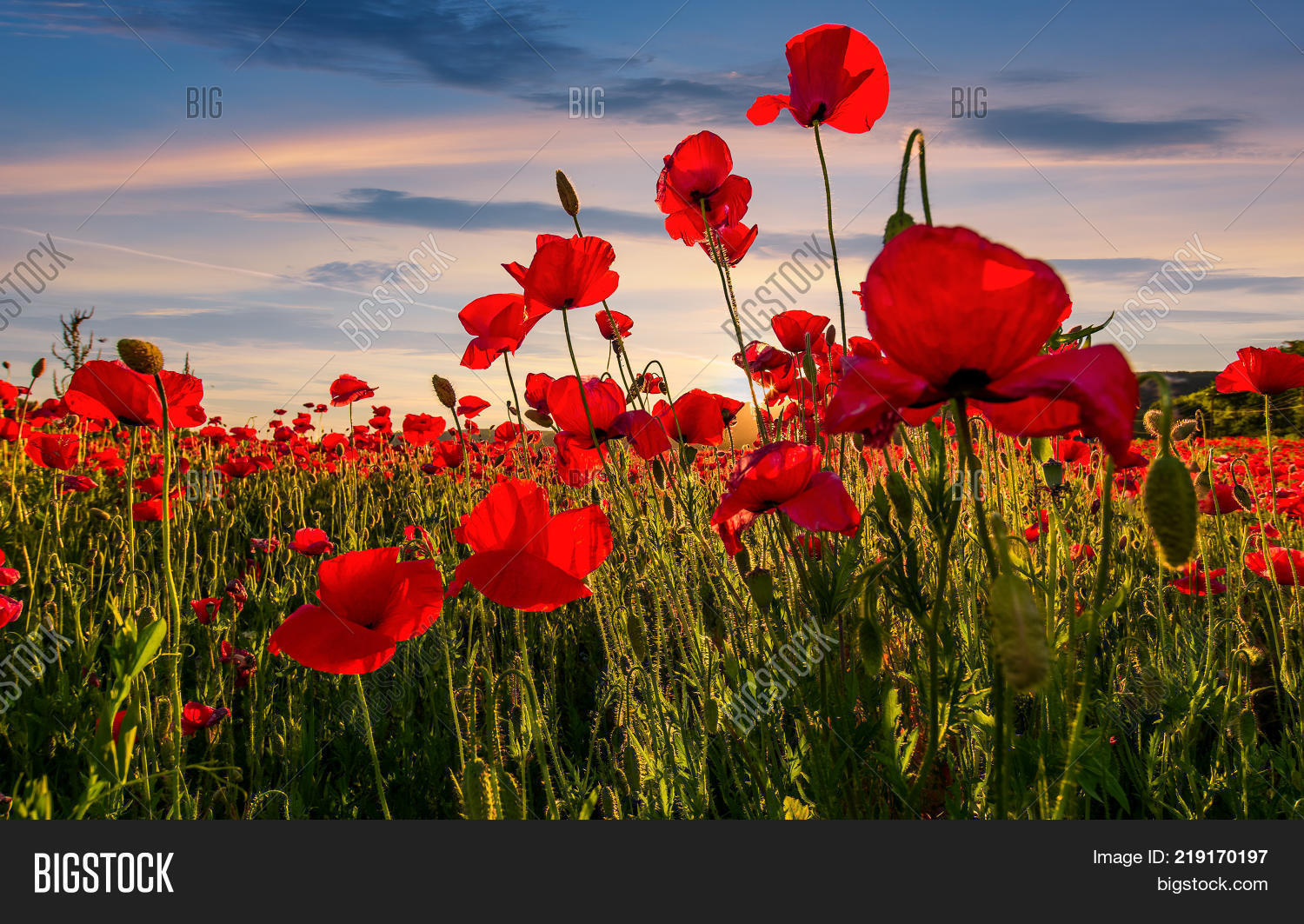 Poppy flower in landscape Painting Art & Collectibles etna.com.pe