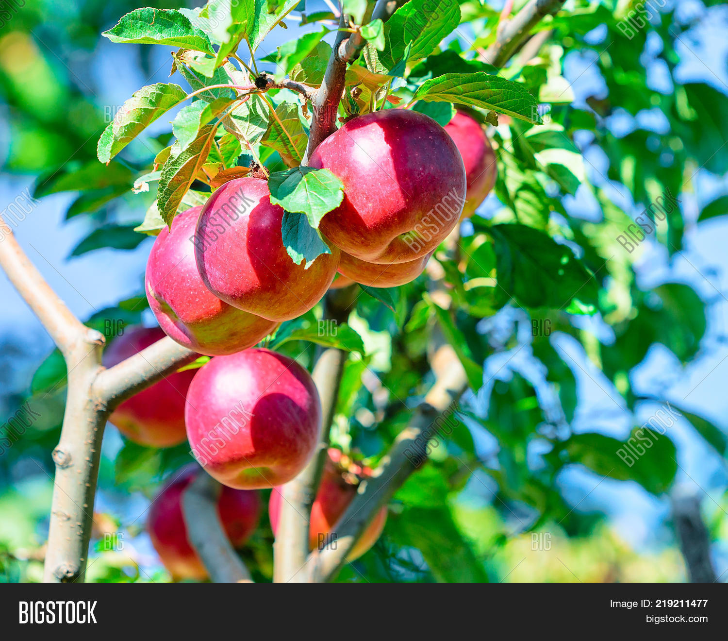 Apples On Appple Tree Image & Photo (Free Trial) | Bigstock