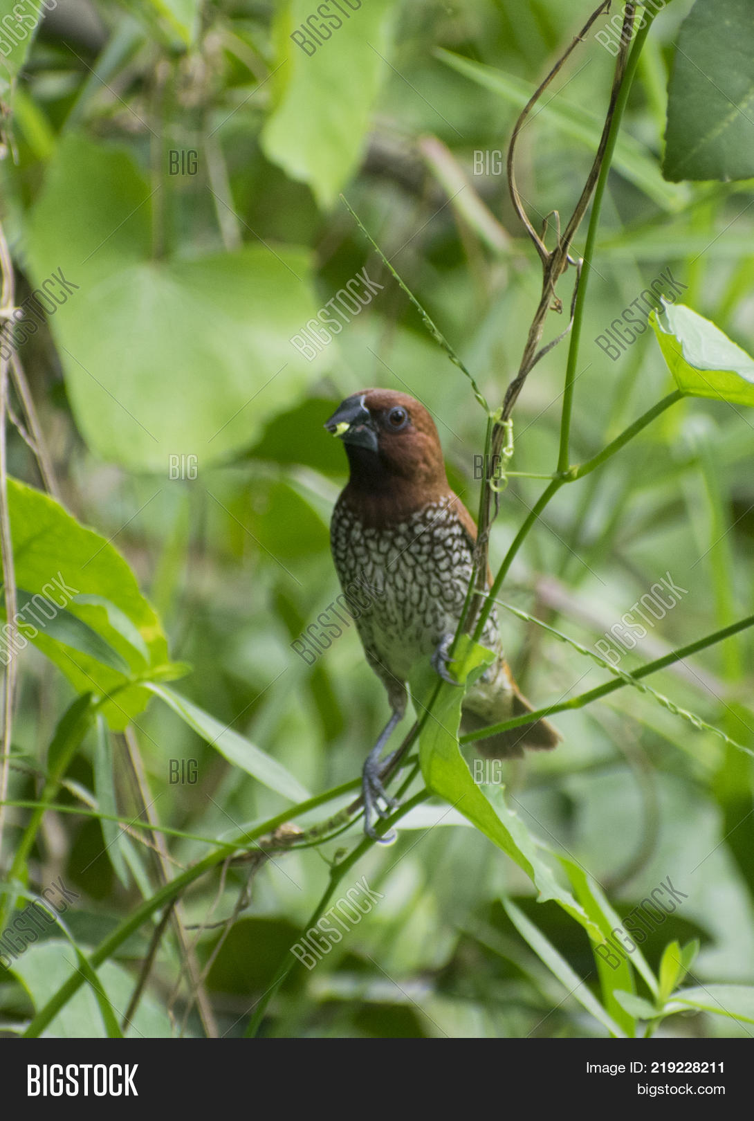 Spice Finch Brown Image & Photo (Free Trial) | Bigstock