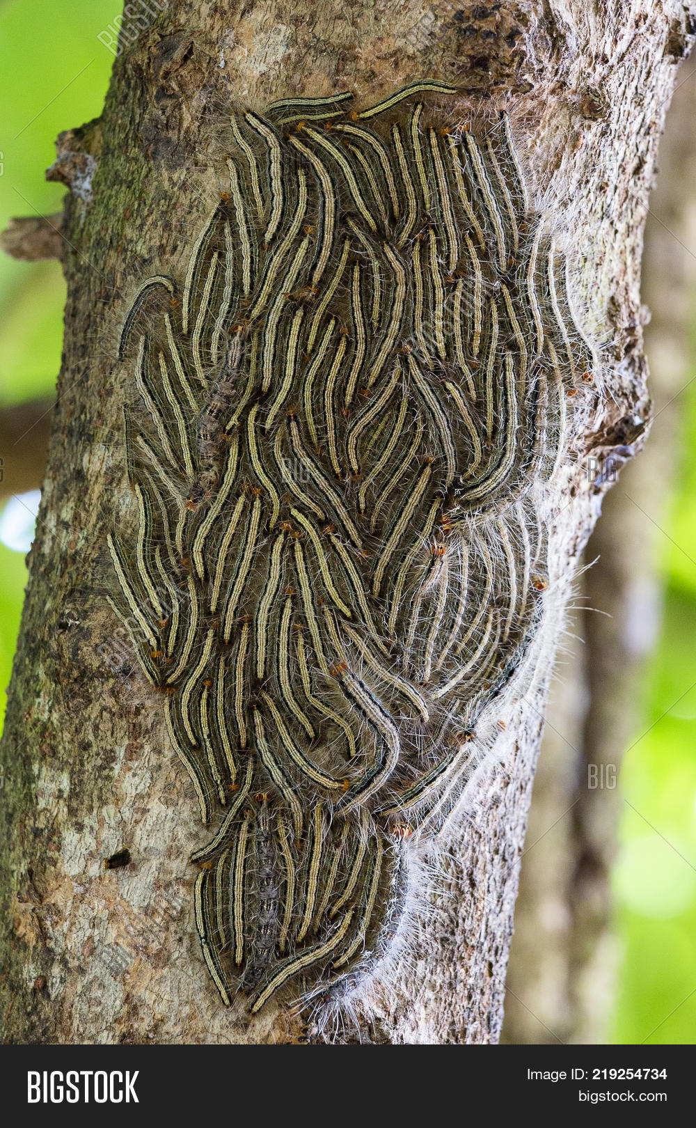 Oak Processionary Moth Image & Photo (Free Trial) | Bigstock