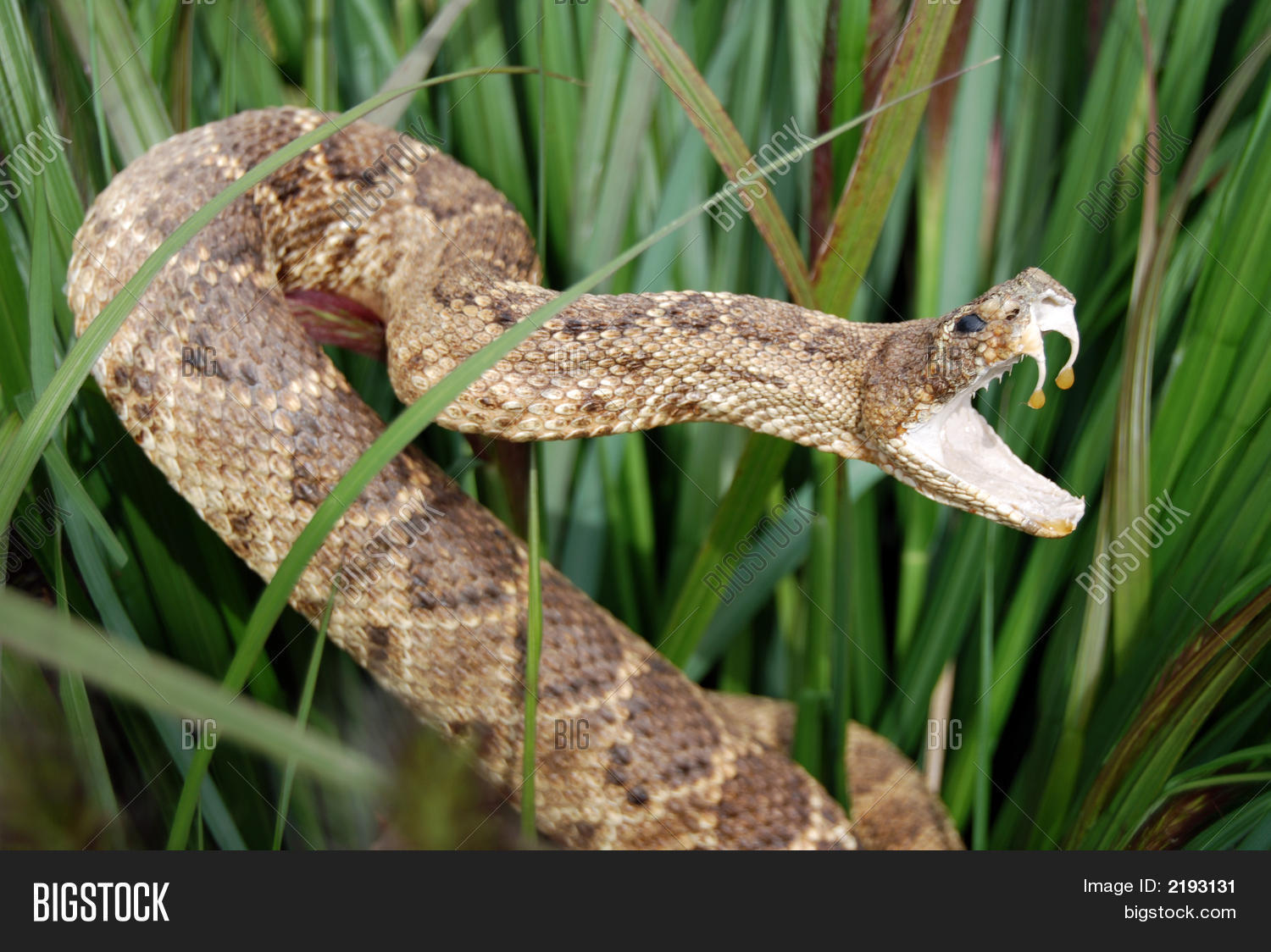 Sneaky Snake Image & Photo (Free Trial) | Bigstock
