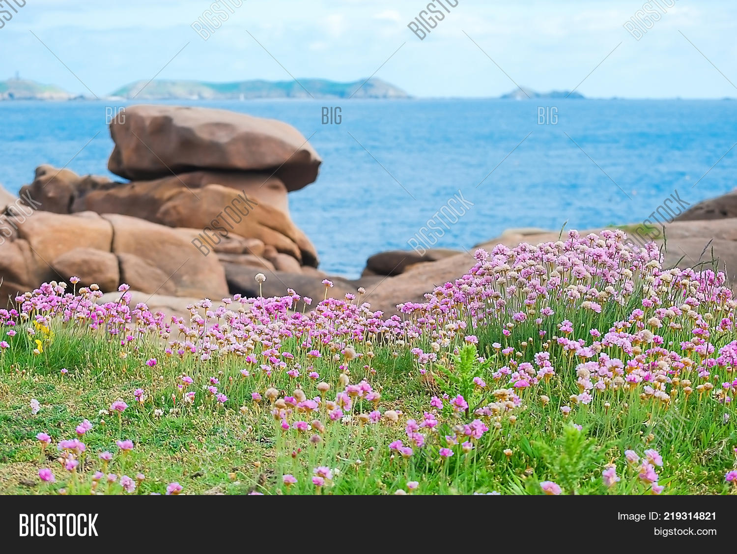 Small Pink Flower Sea Image & Photo (Free Trial) | Bigstock