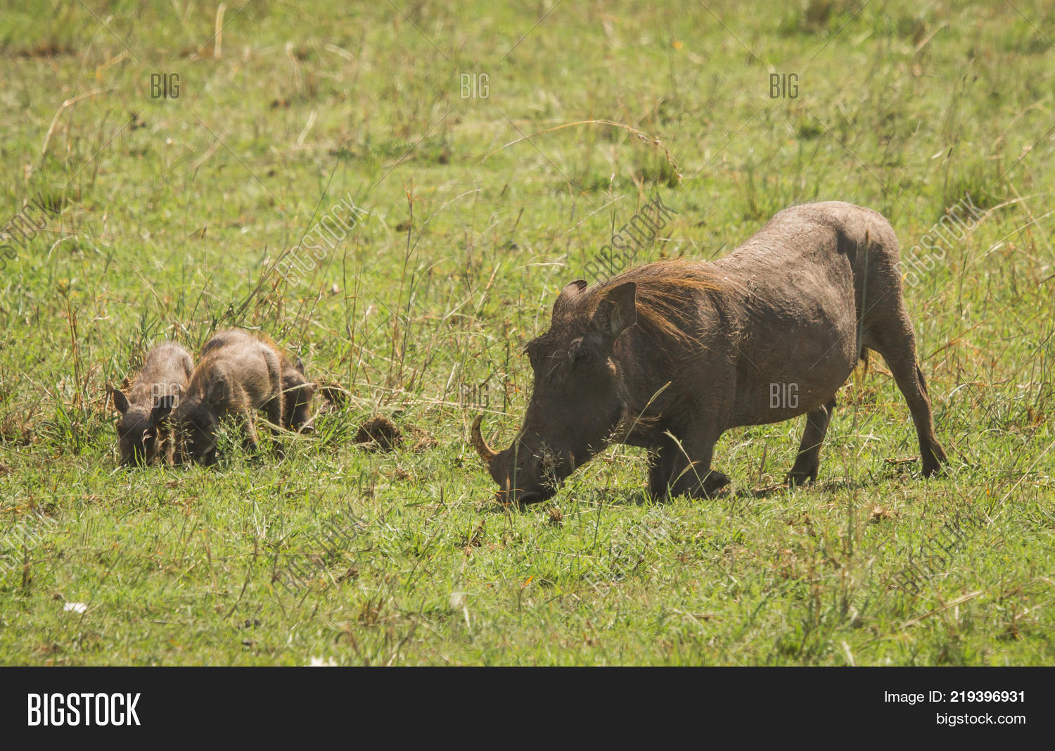 Warthogs Masai Mara Image & Photo (Free Trial) | Bigstock