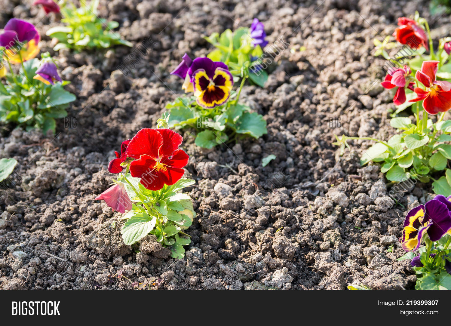 Sprouts Colorful Image & Photo (Free Trial) | Bigstock