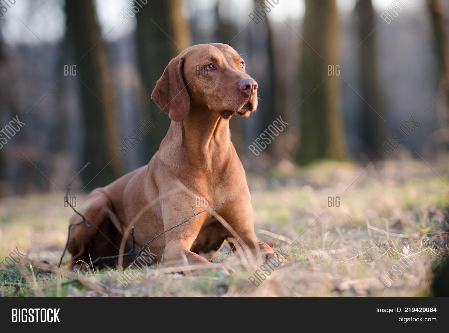 Hungarian Hound Pinter Image & Photo (Free Trial) | Bigstock