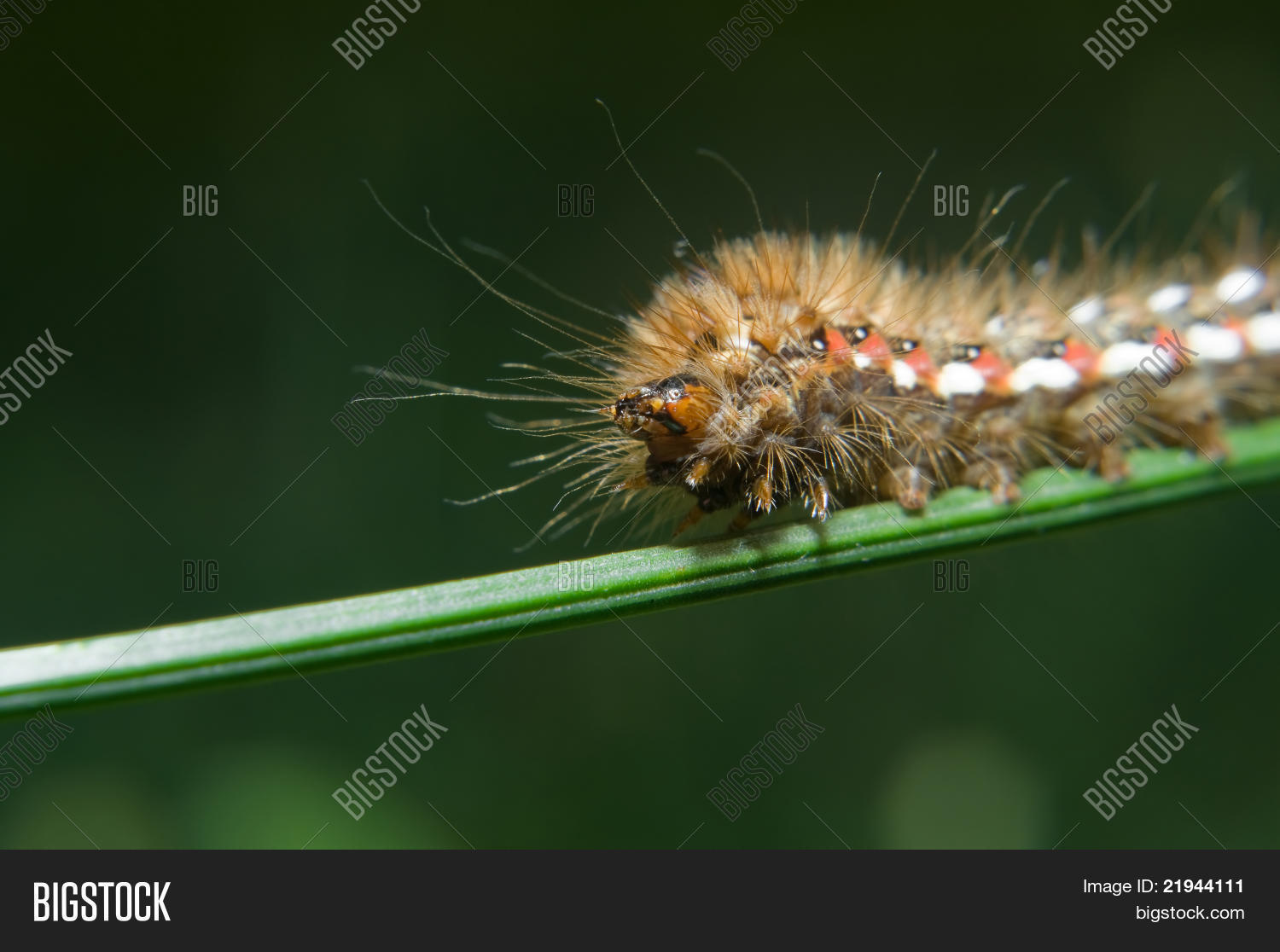 Caterpillar Acronicta Image & Photo (Free Trial) | Bigstock