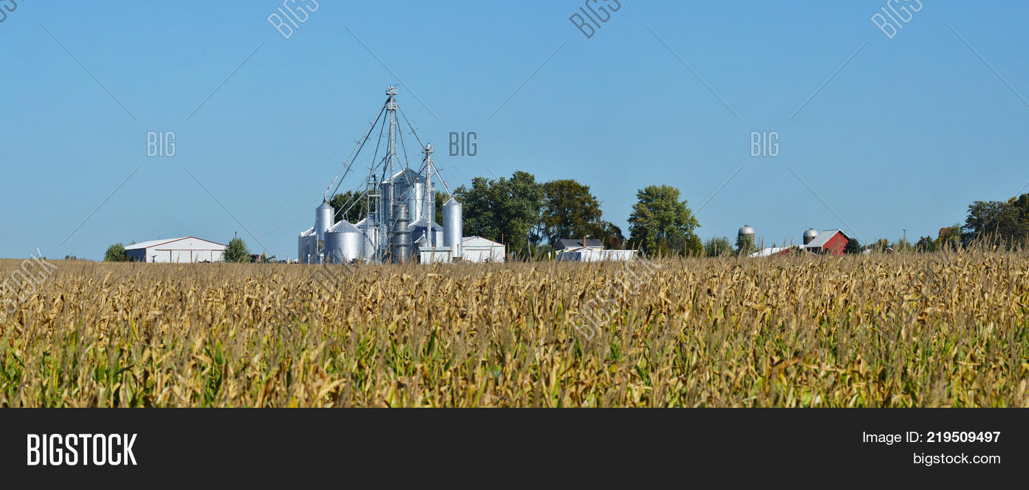 Corn Field Farm Grain Image & Photo (Free Trial) | Bigstock