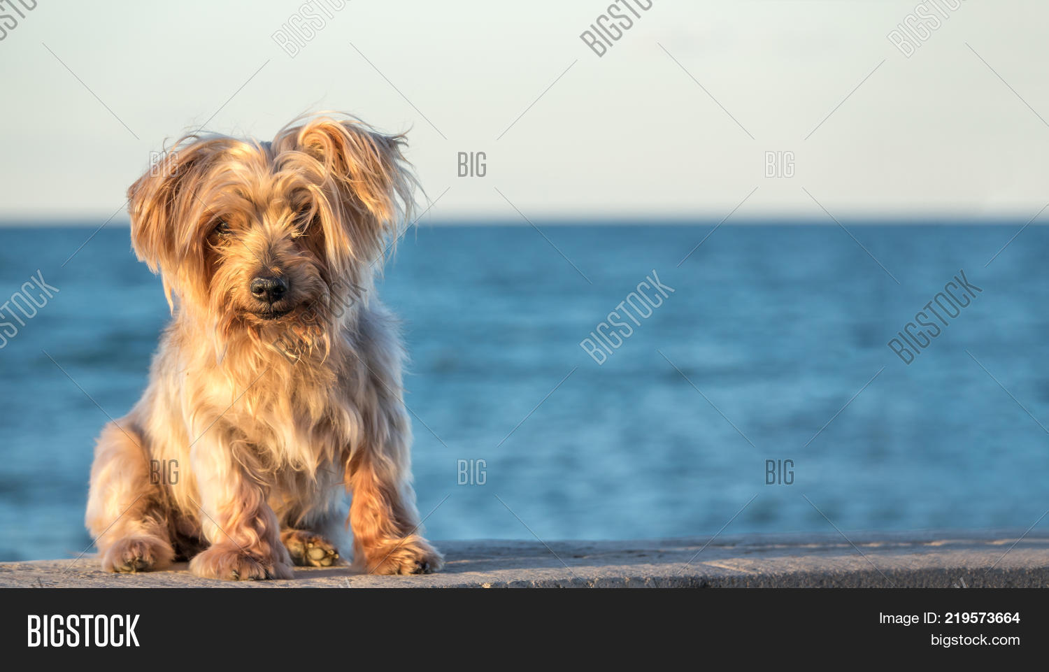 Dog Portrait Blurred Image & Photo (Free Trial) | Bigstock