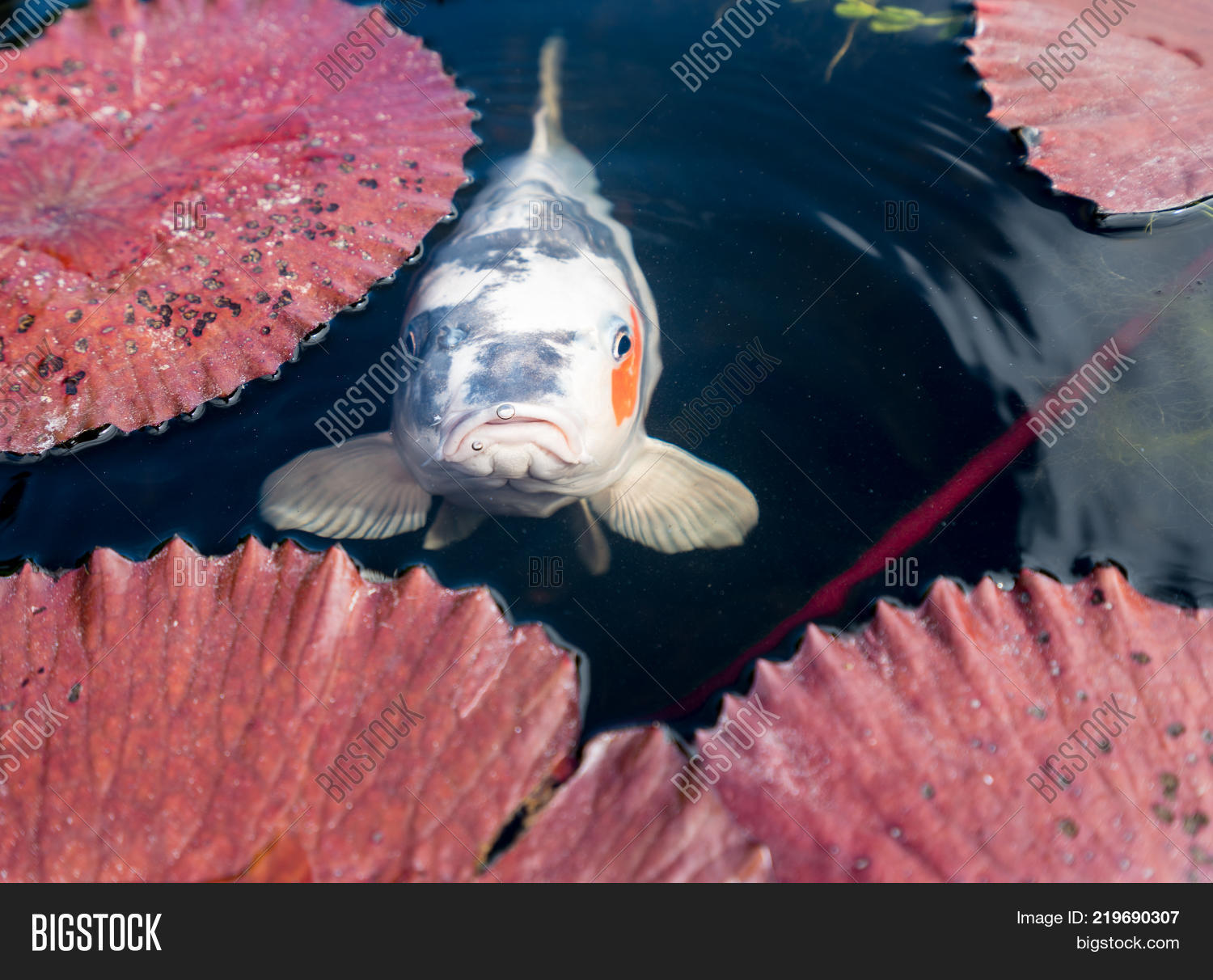 Unhappy Glum Japanese Image & Photo (Free Trial) | Bigstock
