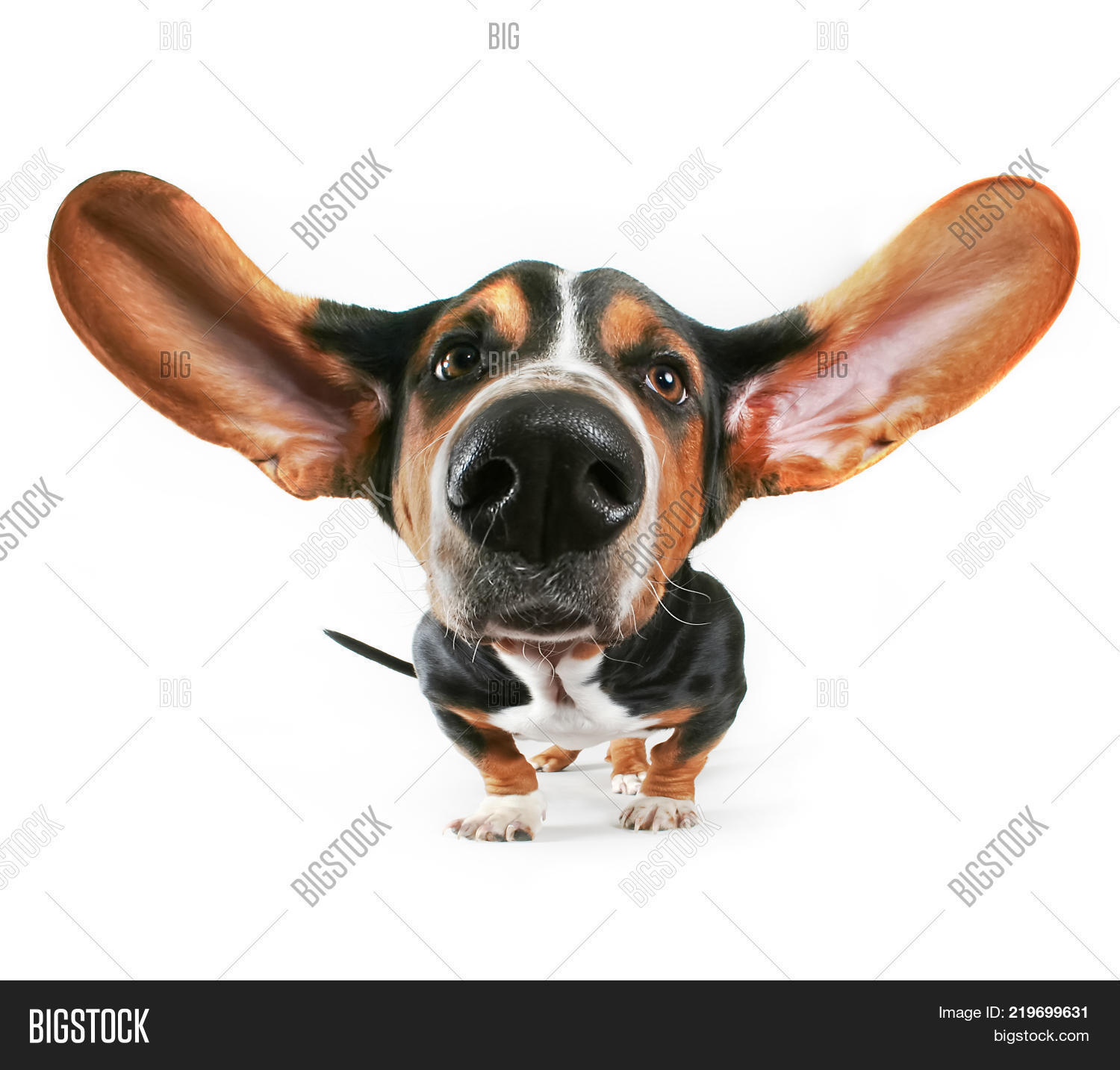 Basset Hound His Ears Image & Photo (Free Trial) | Bigstock