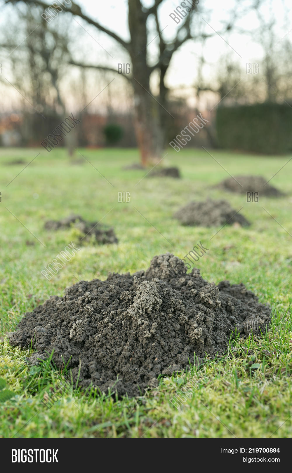 Earth Mound Mole On Image & Photo (Free Trial) | Bigstock
