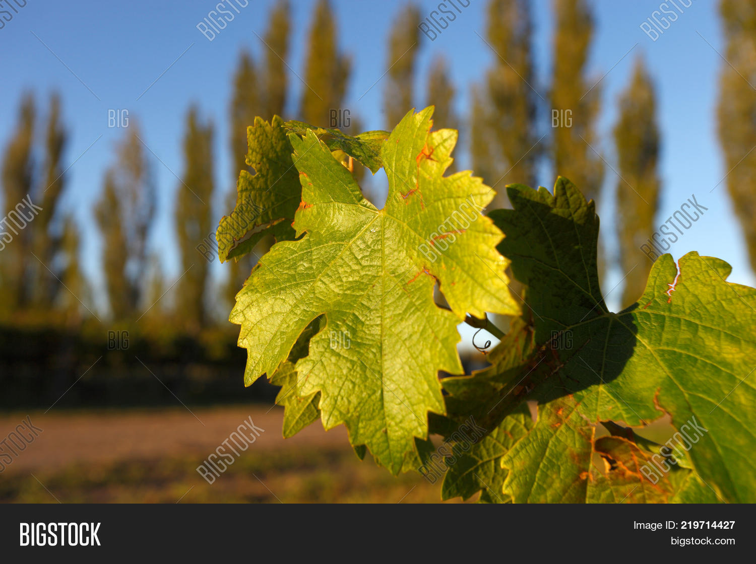 Malbec Grape Image & Photo (Free Trial) | Bigstock