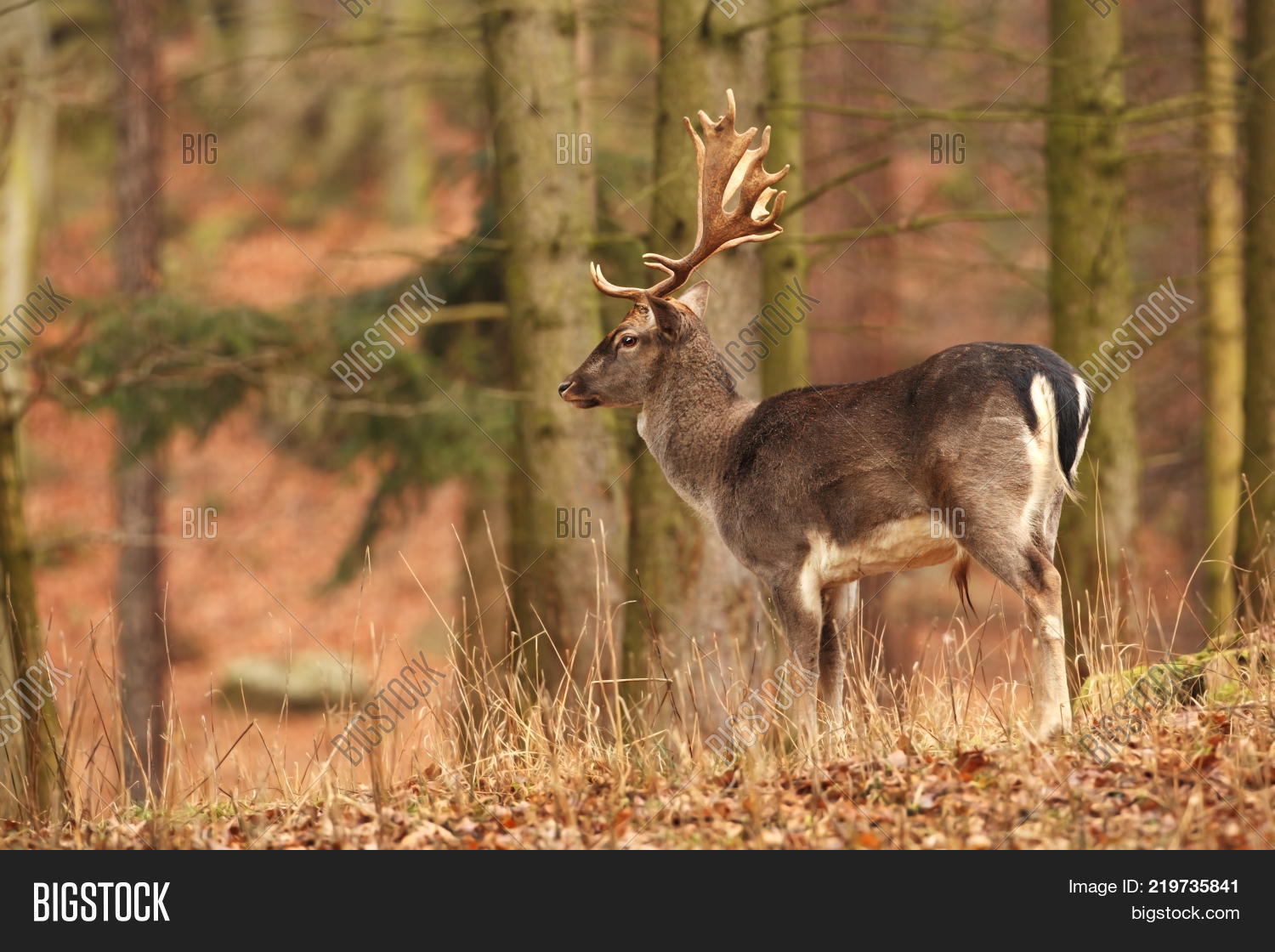 Fallow Deer Spotted. Image & Photo (Free Trial) | Bigstock