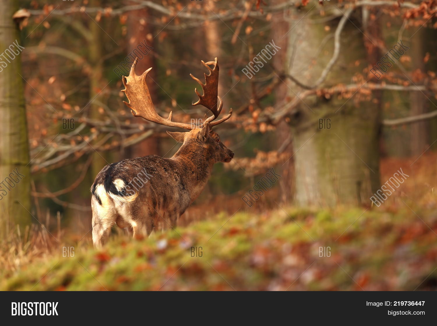 Fallow Deer Spotted. Image & Photo (Free Trial) | Bigstock