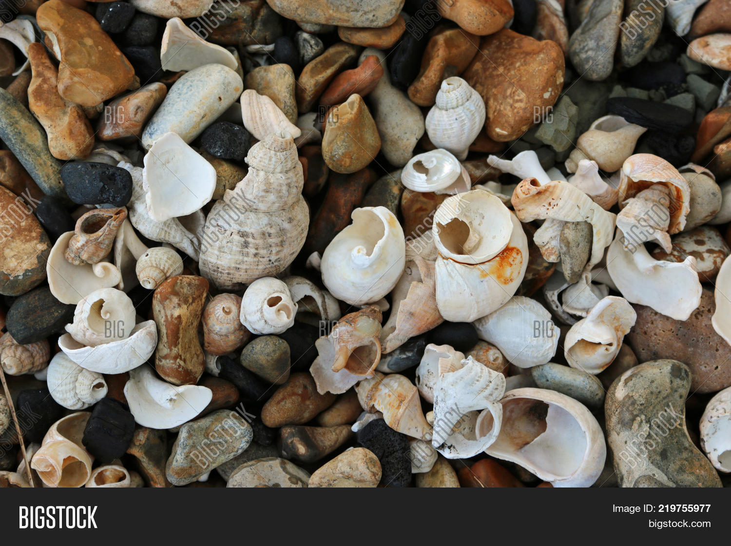 Broken Eroded Shells Image & Photo (Free Trial) | Bigstock