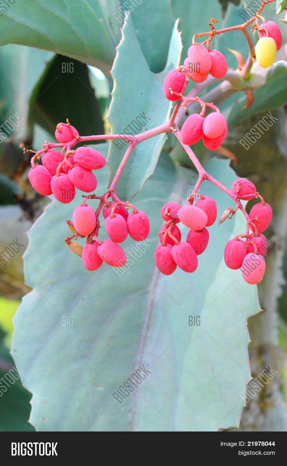 Cyphostemma Juttae Image & Photo (Free Trial) | Bigstock