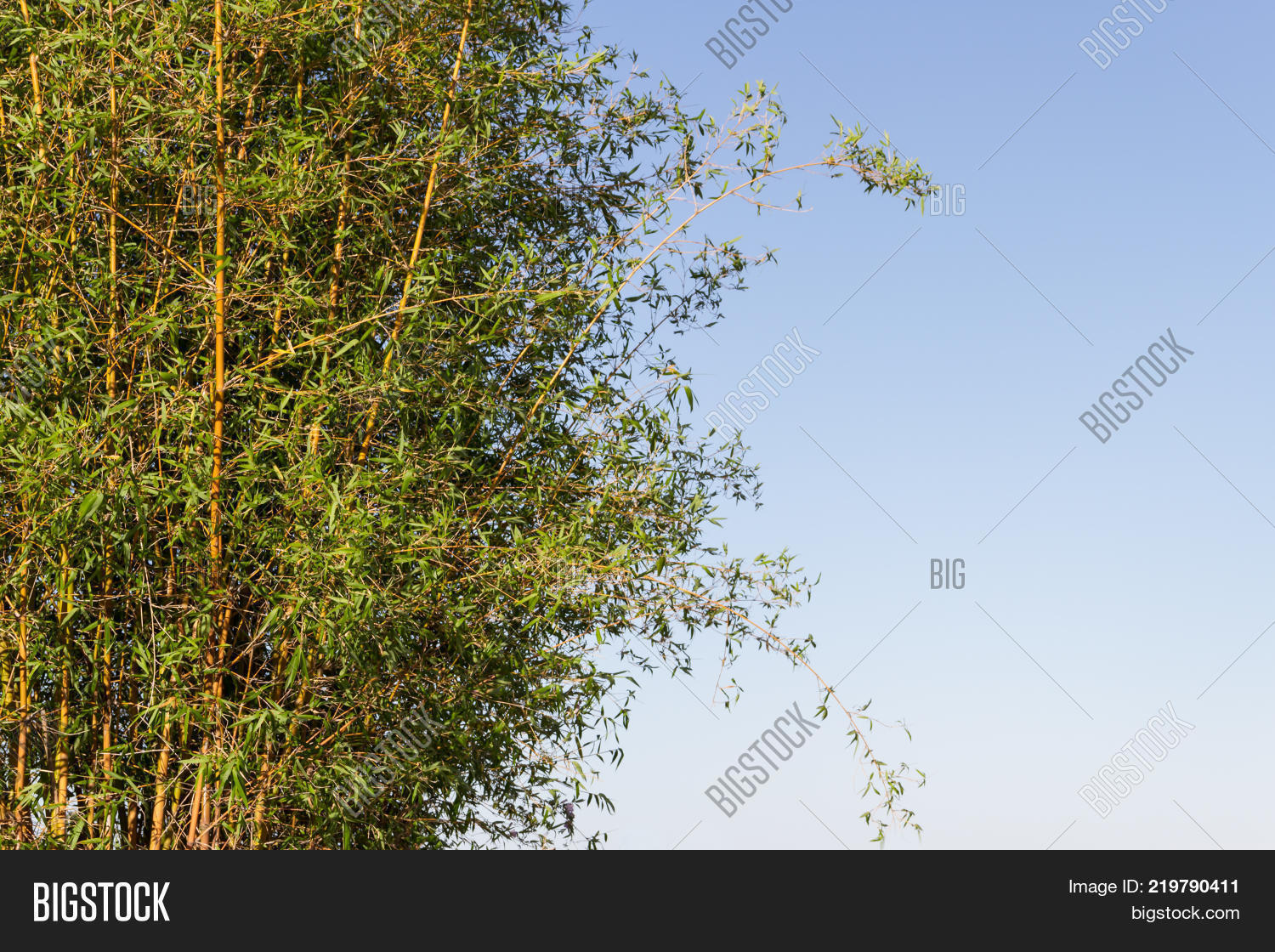 Bambu Cane On Banks Image & Photo (Free Trial) | Bigstock
