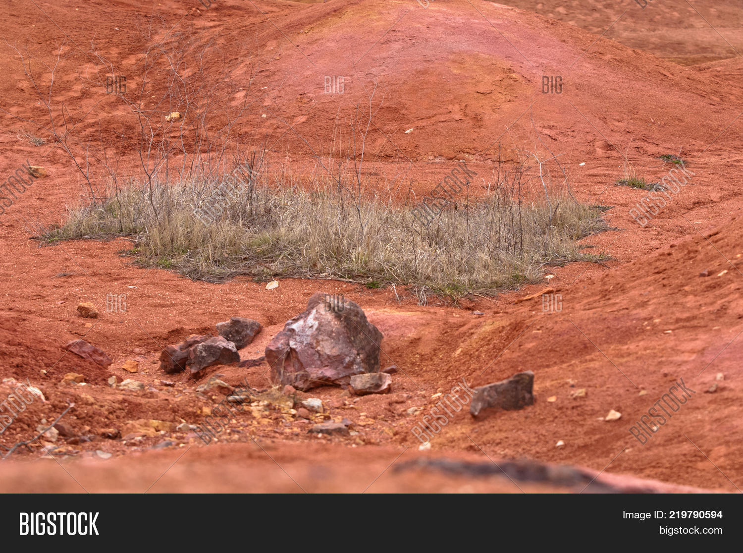 Dried Plants On Arid Image & Photo (Free Trial) | Bigstock