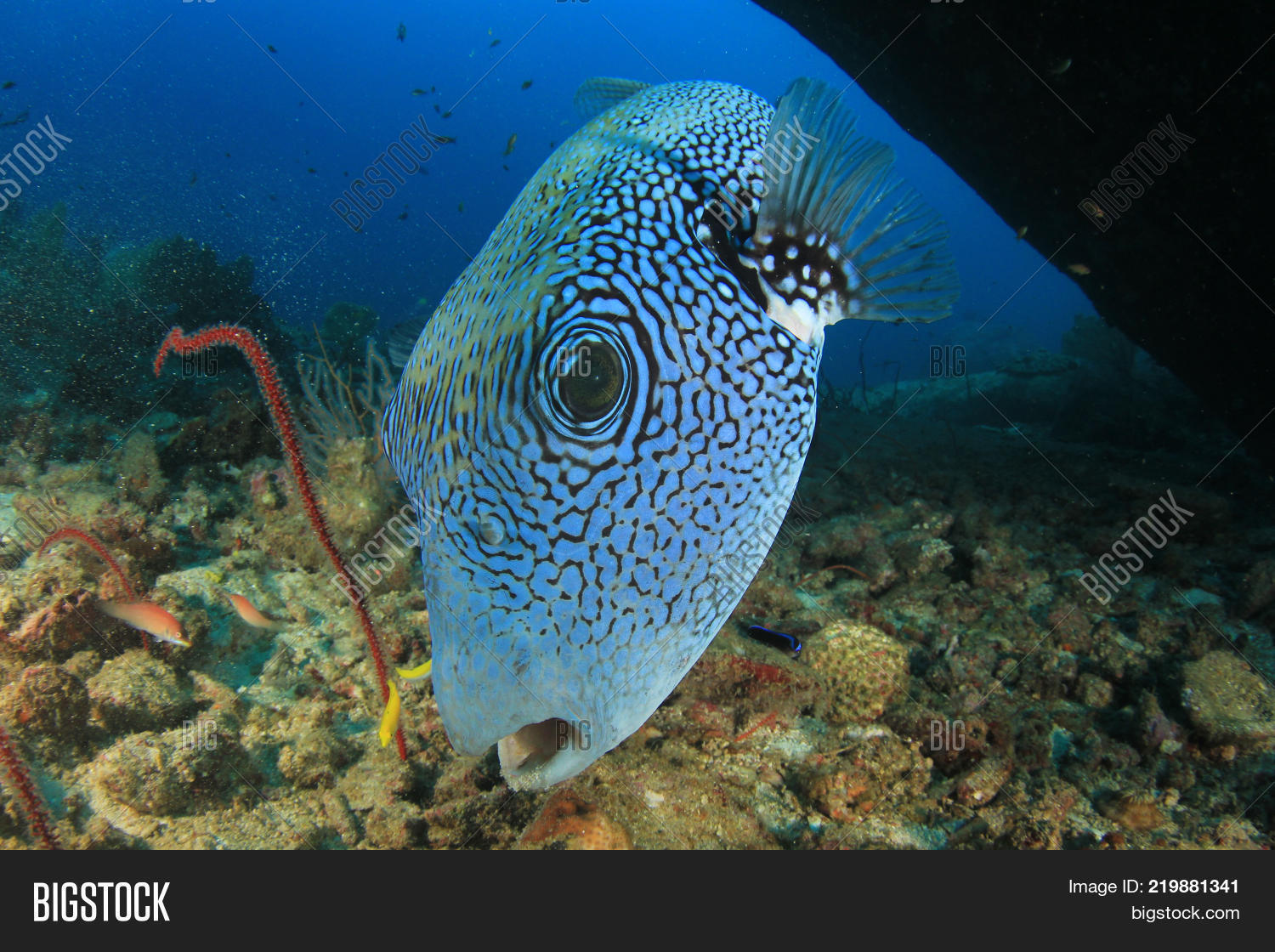 Blue-spotted Puffer Image & Photo (Free Trial) | Bigstock