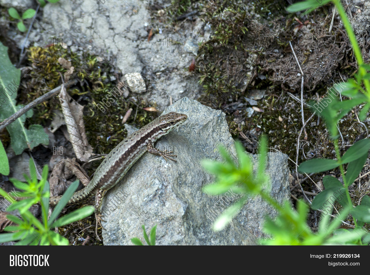 Close- On Brown Lizard Image & Photo (Free Trial) | Bigstock
