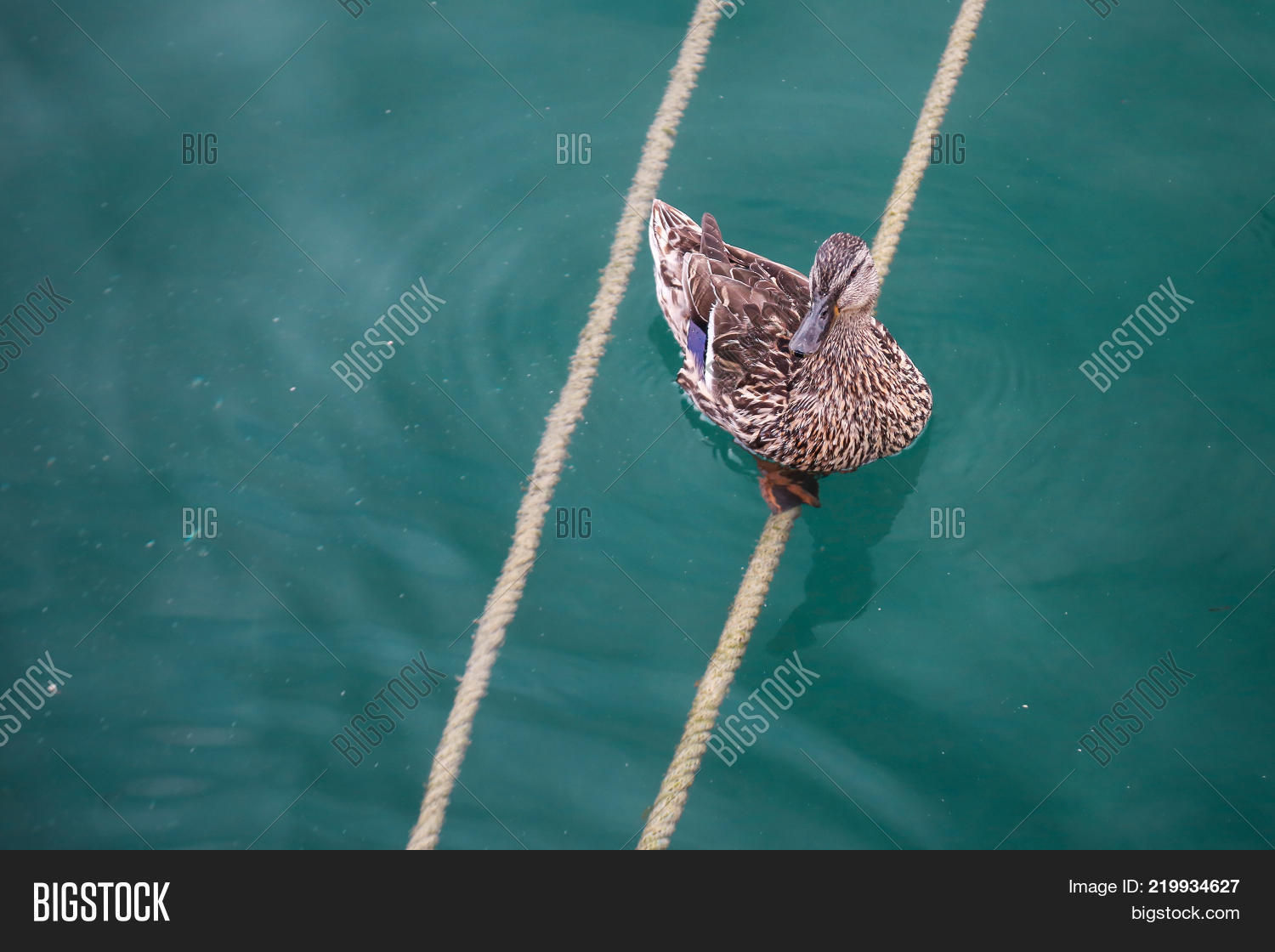Duck Sitting On Rope Image & Photo (Free Trial) | Bigstock