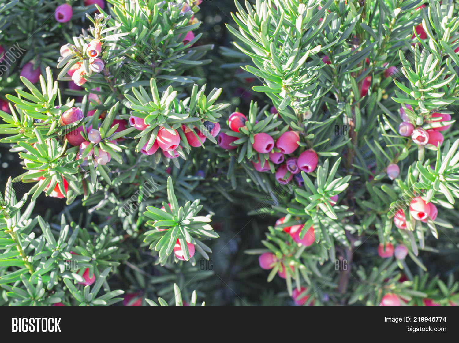 Yew Tree Red Fruits. Image & Photo (Free Trial) | Bigstock