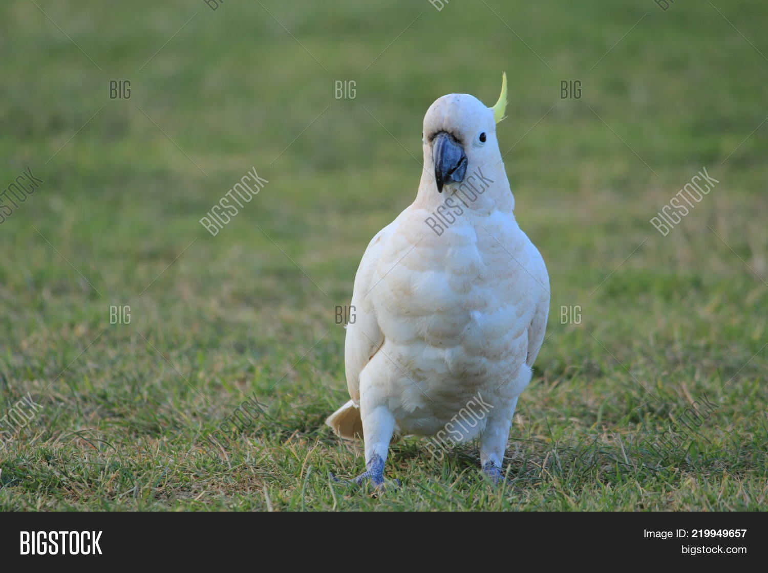 Australian Native Image & Photo (Free Trial) | Bigstock