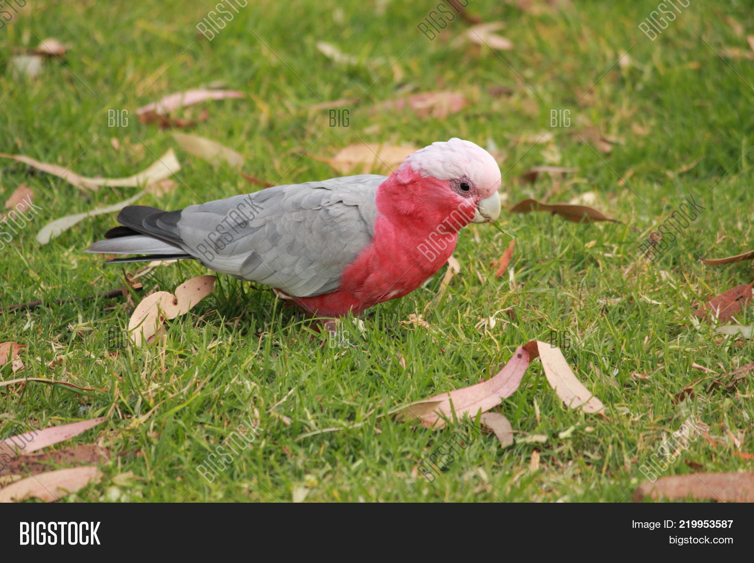 Australian Native Image & Photo (Free Trial) | Bigstock