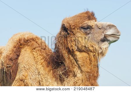 Portrait Big Sad Camel Image & Photo (Free Trial) | Bigstock