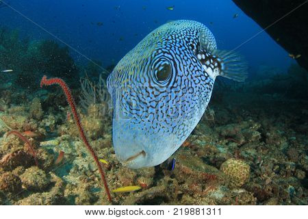 Blue-spotted Puffer Image & Photo (Free Trial) | Bigstock