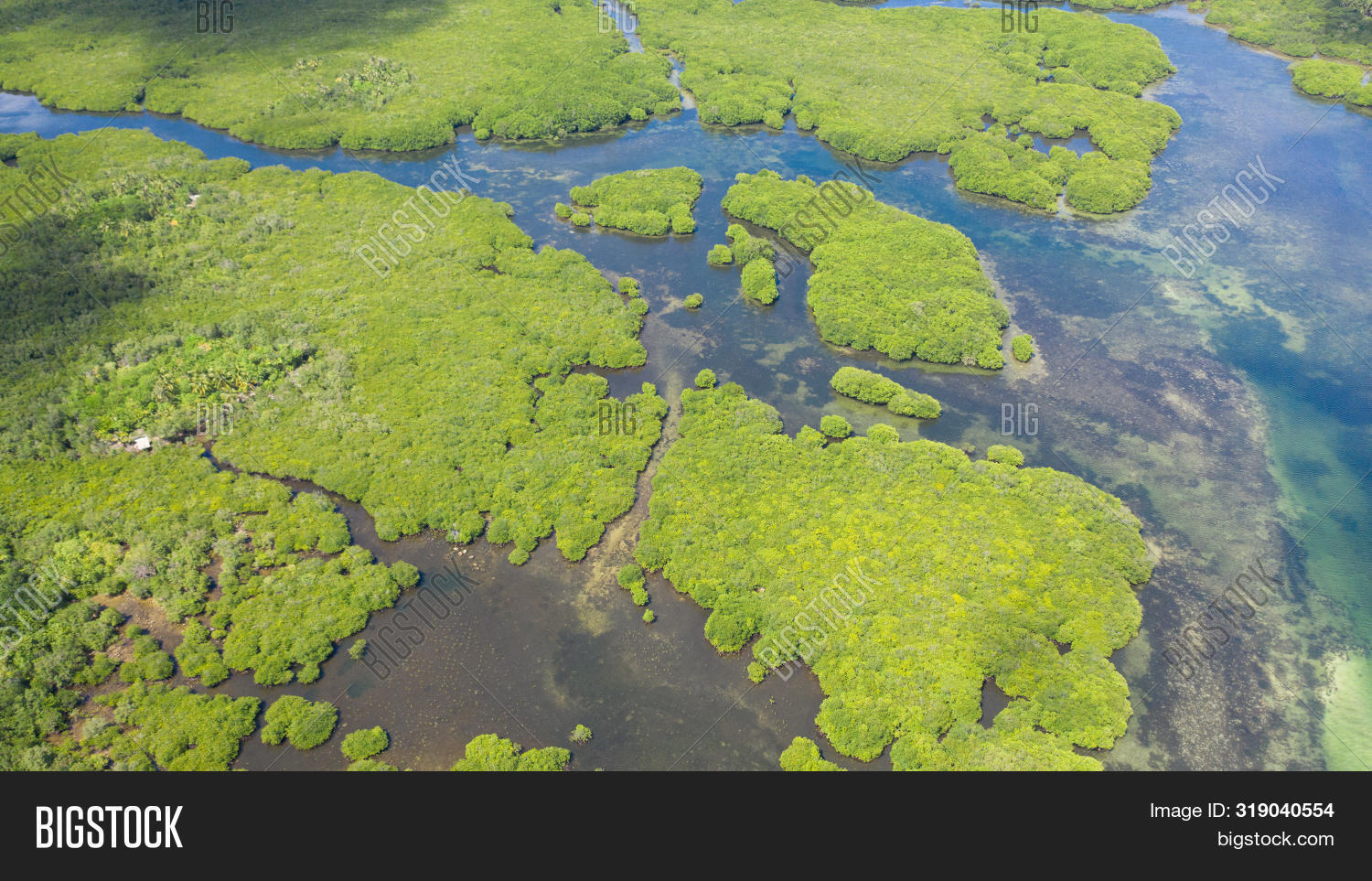 Mangroves, Top View. Image & Photo (Free Trial) | Bigstock