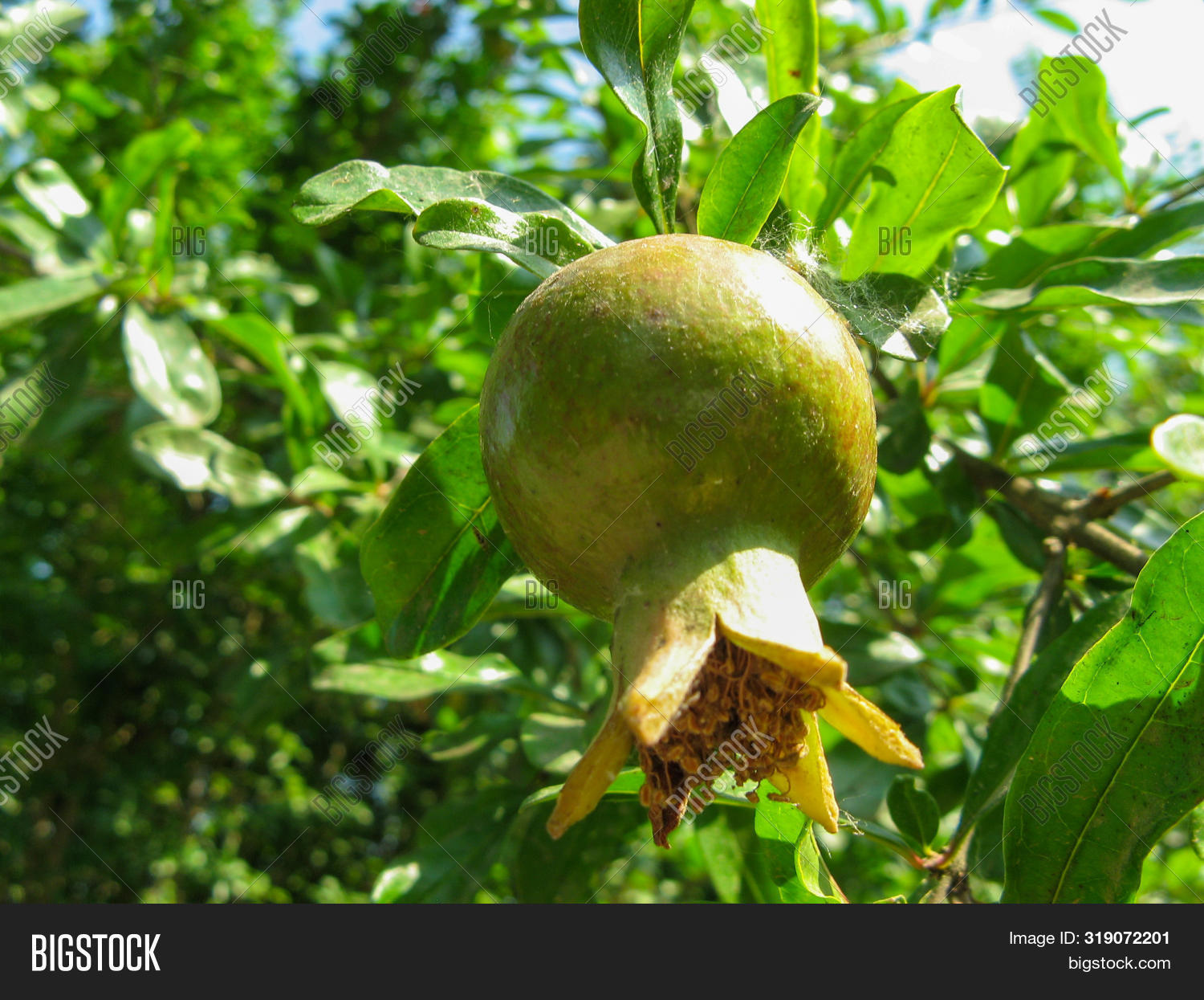 Closeup Green Image & Photo (Free Trial) | Bigstock