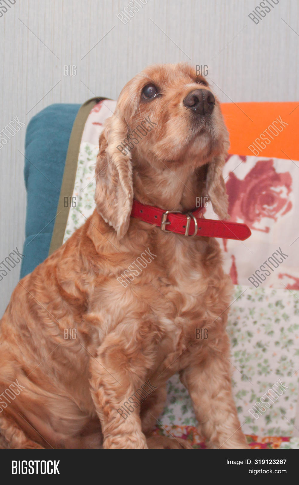 Cute Pet Spaniel Dog Image & Photo (Free Trial) | Bigstock