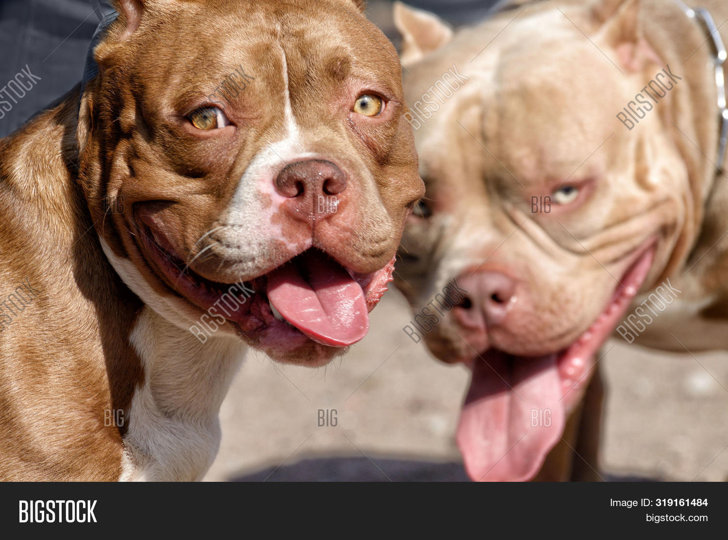 Pit Bull Service Breed Image & Photo (Free Trial) | Bigstock