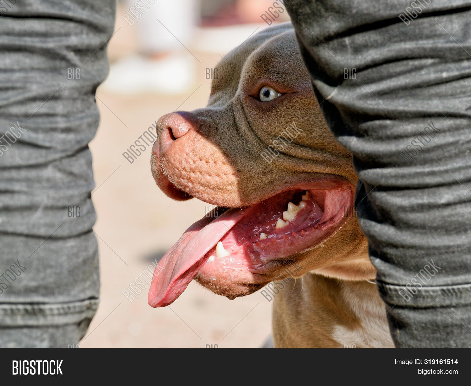 Pit Bull Service Breed Image & Photo (Free Trial) | Bigstock