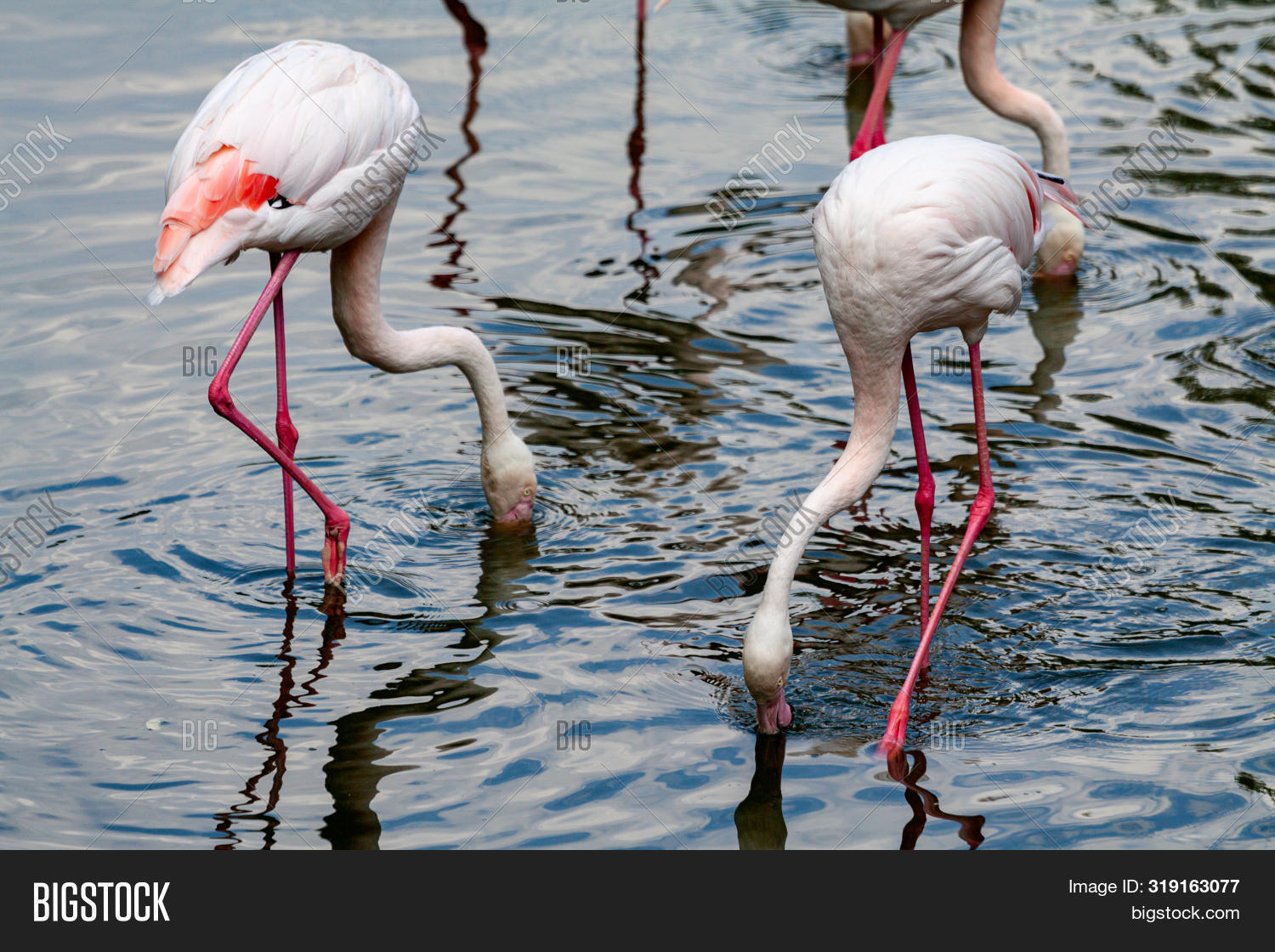 Pink Flamingo: Out Six Image & Photo (Free Trial) | Bigstock