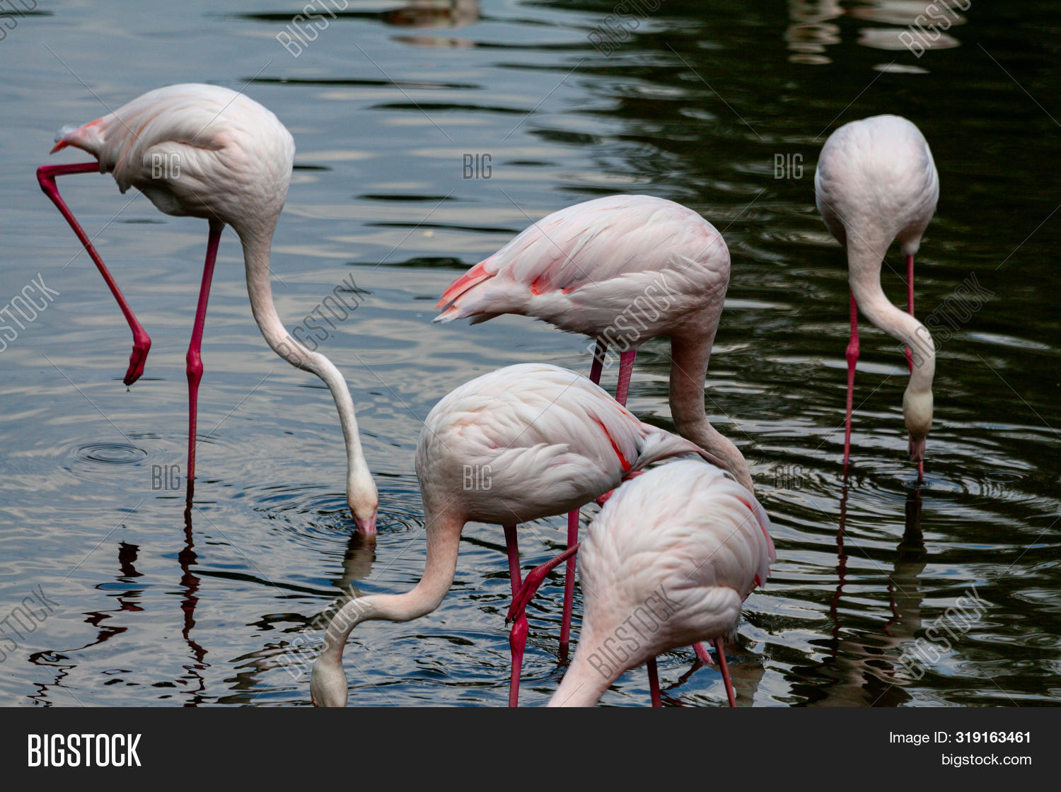 Pink Flamingo: Out Six Image & Photo (Free Trial) | Bigstock