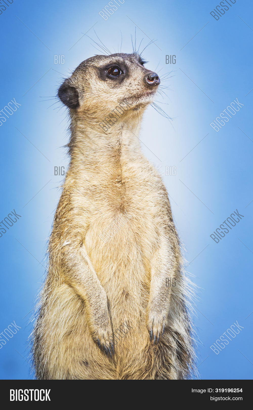 Meerkat On Blue Image & Photo (Free Trial) | Bigstock
