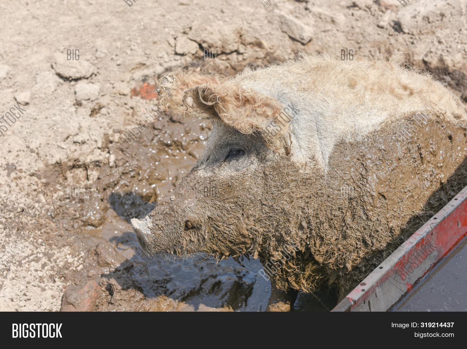 Happy Pig Rolling Mud. Image & Photo (Free Trial) | Bigstock