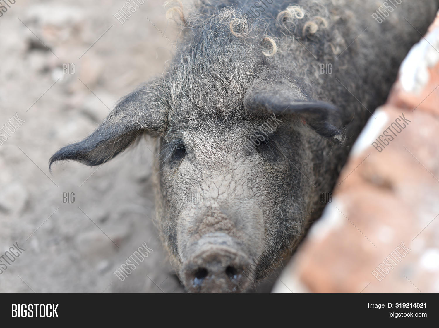 Happy Pig Rolling Mud. Image & Photo (Free Trial) | Bigstock