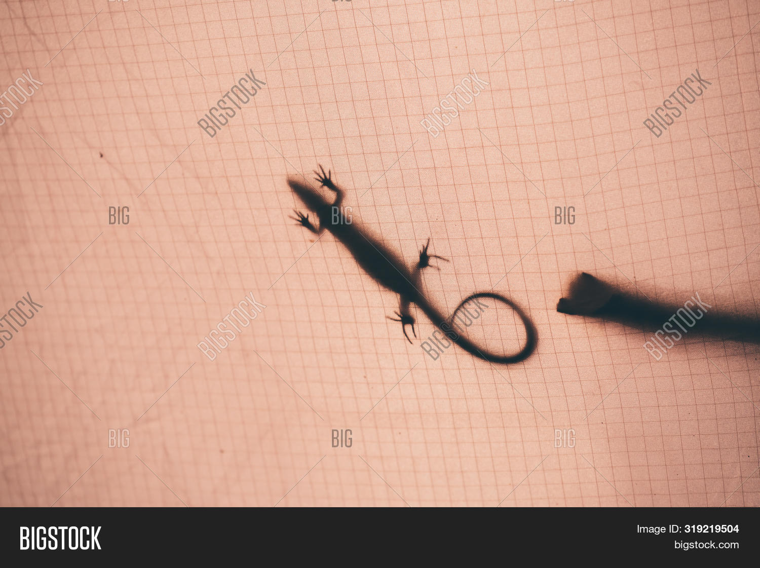 Shade Lizard Climbed Image & Photo (Free Trial) | Bigstock